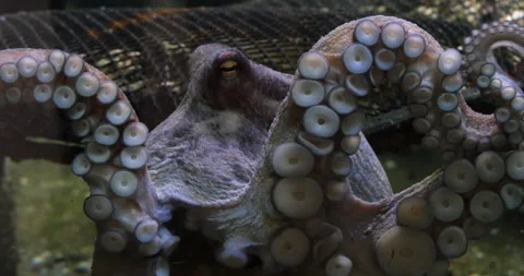Common Octopus, octopus vulgaris, Adult ... | Stock Video | Pond5