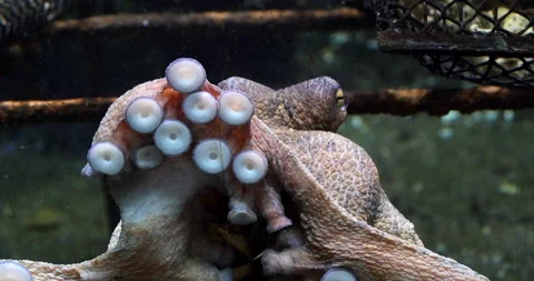 Common Octopus, octopus vulgaris, Adult ... | Stock Video | Pond5