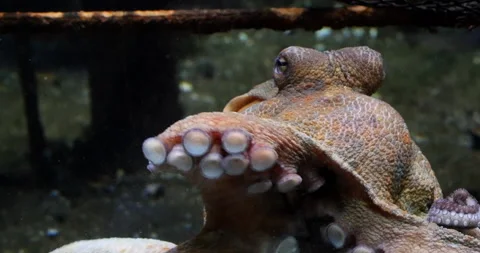 Common Octopus, octopus vulgaris, Adult ... | Stock Video | Pond5