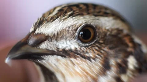 Common Quail Stock Footage ~ Royalty Free Stock Videos | Pond5