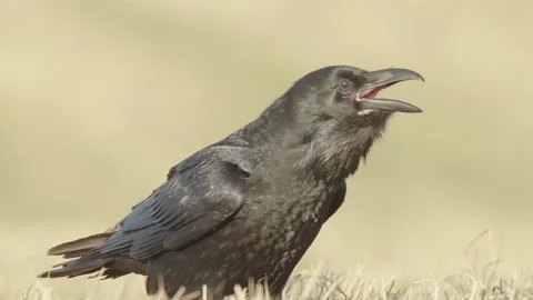 Black Raven Stock Videos – Royalty-Free HD & 4K Videos