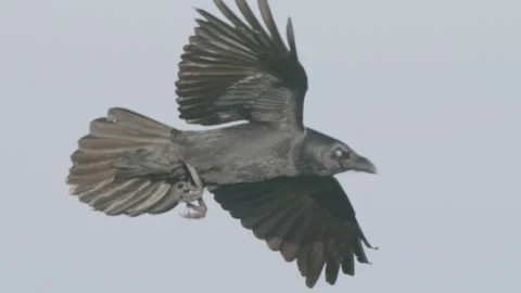 Raven Flying Stock Footage ~ Royalty Free Stock Videos | Page 2