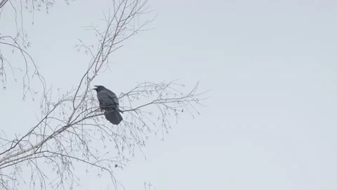 Common raven bird singing on a tree, mat... | Stock Video | Pond5