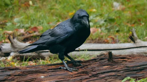 Common raven (Corvus corax) feeding on a... | Stock Video | Pond5