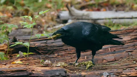 Common raven (Corvus corax) feeding on a... | Stock Video | Pond5