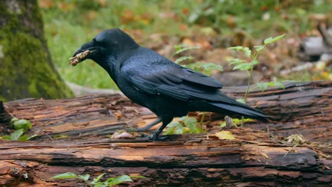 Common raven (Corvus corax) feeding on a... | Stock Video | Pond5