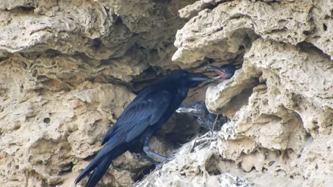 Common Raven Feeding Young Baby | Stock Video | Pond5