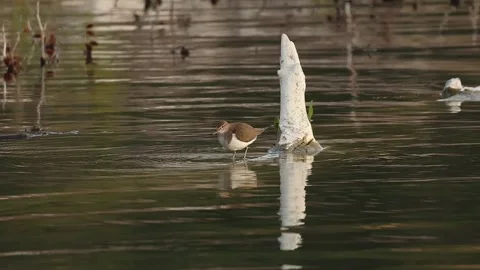 Common Camera Fps Stock Videos – Royalty-Free HD & 4K Videos | Pond5