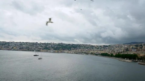 Common seagulls flying on mediterranean ... | Stock Video | Pond5