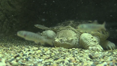 Common Snapping Turtle Underwater