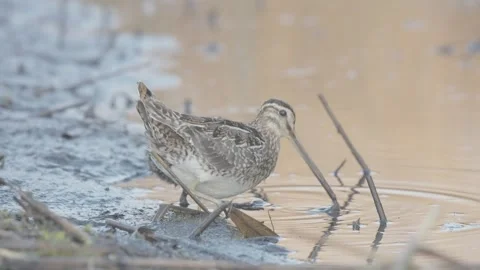 Common snipe bird feeds its chicks | Stock Video | Pond5