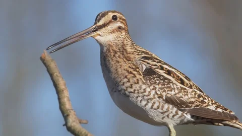 Snipe Bird Stock Videos – Royalty-Free HD & 4K Videos | Pond5