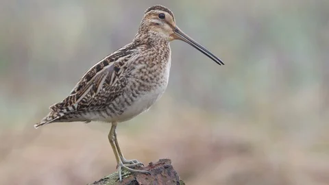 Common snipe. Singing bird in spring. Ga... | Stock Video | Pond5