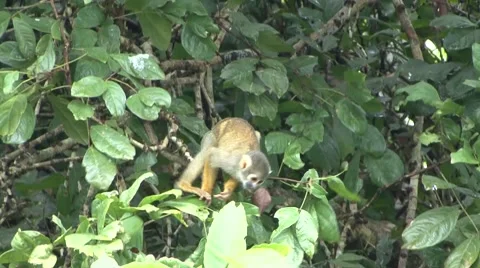 Monkey Scratch Stock Videos – Royalty-Free HD & 4K Videos