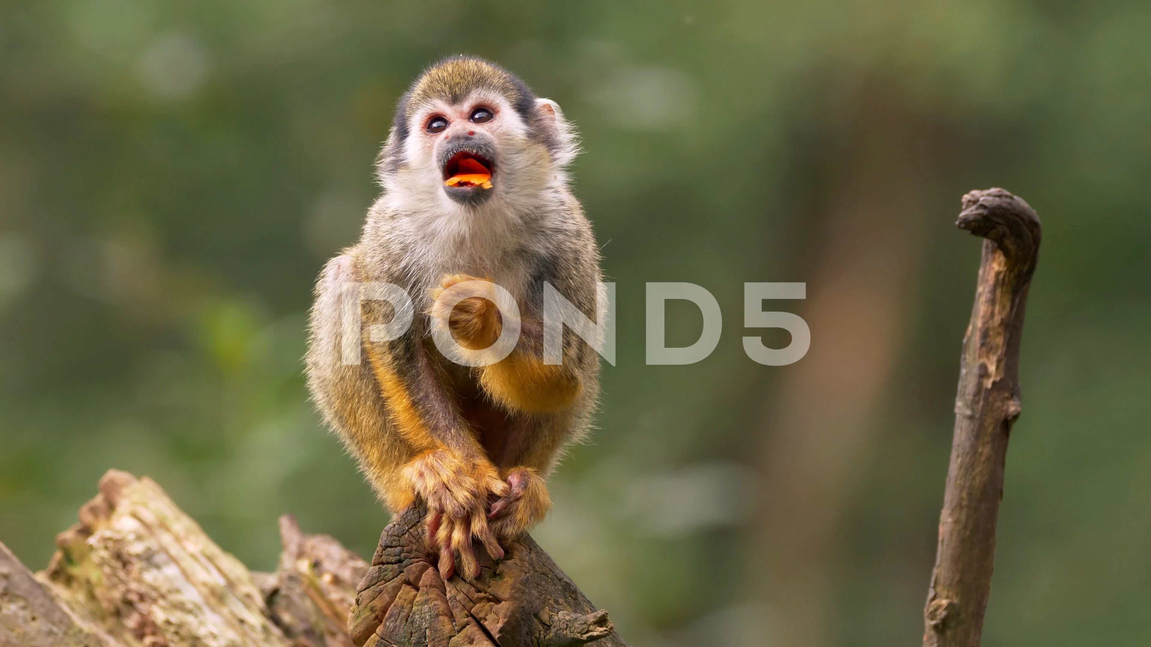 Angry Squirrel Monkey
