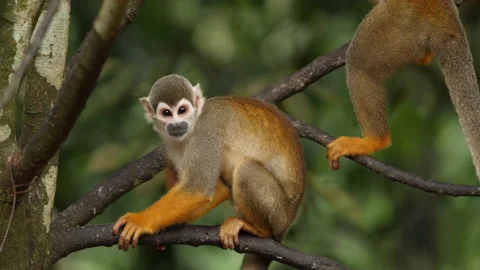 Scratching On The Stock Videos – Royalty-Free HD & 4K Videos | Pond5