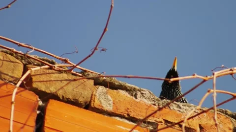 Common Starling Stock Videos – Royalty-Free HD & 4K Videos