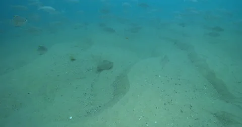 Common stingaree swimming on sandy river... | Stock Video | Pond5