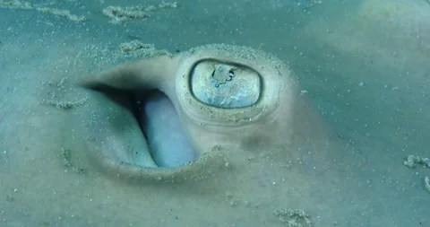 The common stingaree (Trygonoptera testa... | Stock Video | Pond5