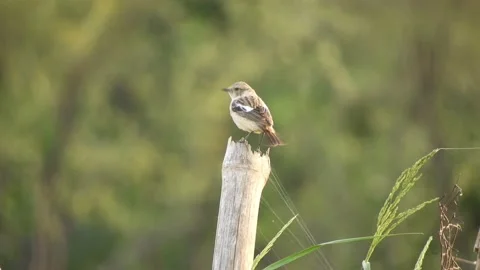 Stonechat Stock Footage ~ Royalty Free Stock Videos | Pond5