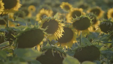 Common sunflower field before sunset 4K ... | Stock Video | Pond5