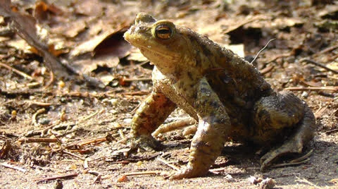 Common Toad Stock Footage ~ Royalty Free Stock Videos | Pond5