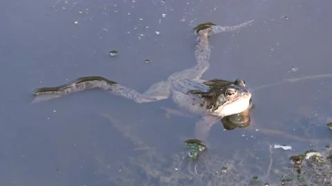 Spread His Legs Stock Videos – Royalty-Free HD & 4K Videos | Pond5