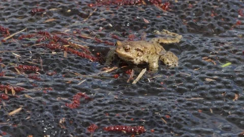 Common Toad Stock Footage ~ Royalty Free Stock Videos | Pond5