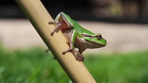 Common Toad Stock Footage ~ Royalty Free Stock Videos | Pond5
