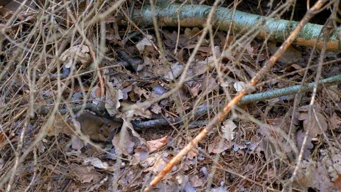 a Common vole field mouse in the forest ... | Stock Video | Pond5