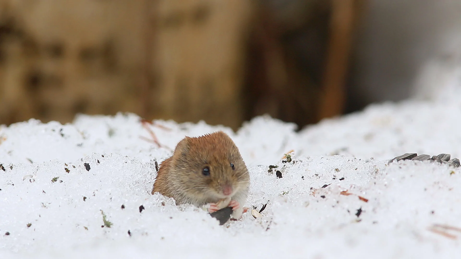 Common Vole Microtus Arvalis