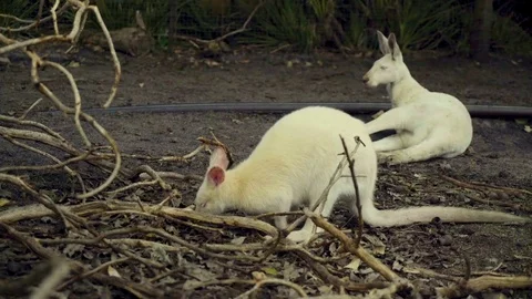 Wallaroo Stock Footage ~ Royalty Free Stock Videos | Pond5