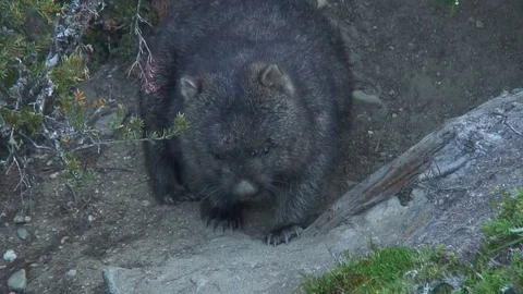 Wombats Stock Footage ~ Royalty Free Stock Videos | Pond5