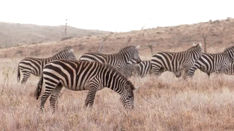 Common Zebra grazing, Kenya, East Africa | Stock Video | Pond5
