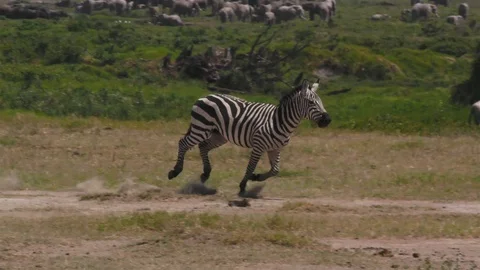 Common Zebra running and braying, Ambose... | Stock Video | Pond5
