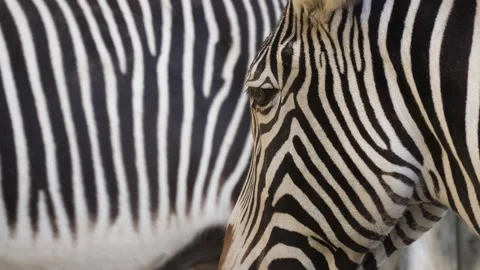 common zebra in zoo slow motion 4k | Stock Video | Pond5