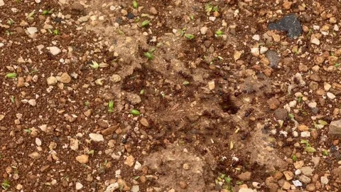 Community of ants working at the anthill... | Stock Video | Pond5