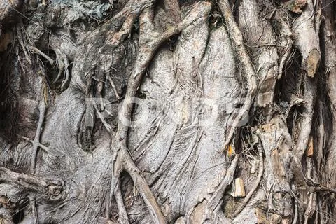 The complex structure of ancient roots background and texture. ~ Hi Res ...