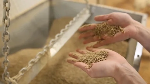 Compound feed at a poultry farm. Mixed f... | Stock Video | Pond5