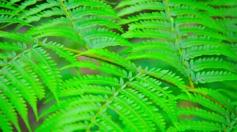 Compound Leaves on a Wild Plant in Thail... | Stock Video | Pond5