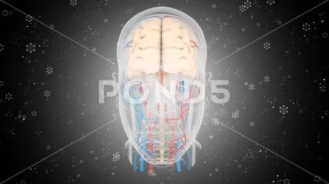 Computer Generated 3D Human Brain Rotating 360 System Anatomy ...