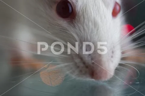 The concept of curiosity. Muzzle rat close-up. A big white mouse Stock ...