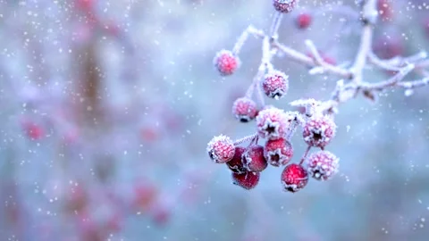 Christmas Drop Film Stock Videos – Royalty-Free HD & 4K Videos | Pond5