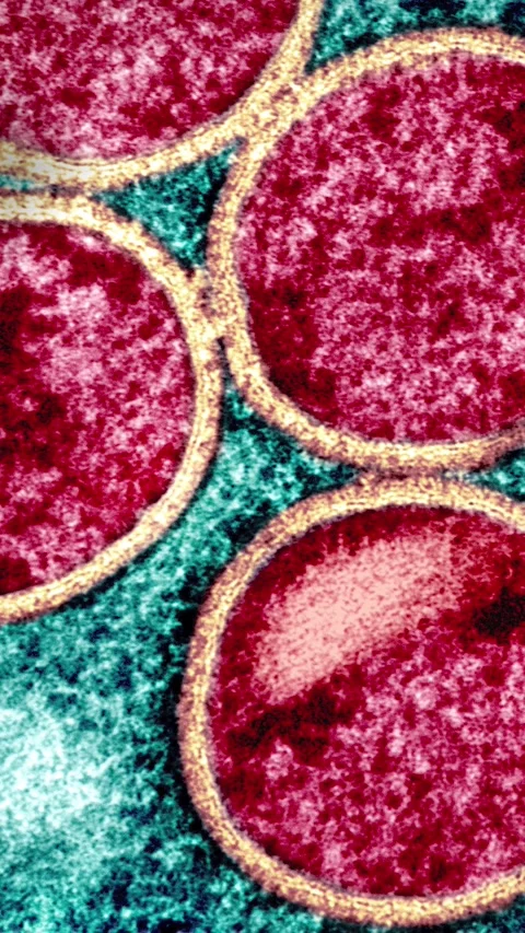 Monkey Sighn Up Stock Videos – Royalty-Free HD & 4K Videos