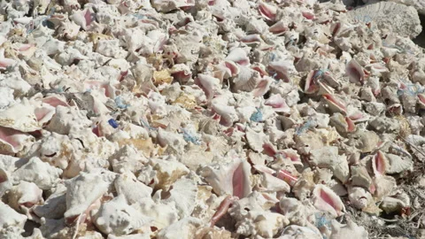 Conch shells litter the shore of the oce... | Stock Video | Pond5