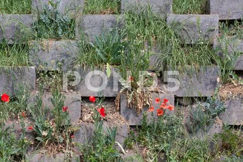 Photograph: Concrete block wall with meadow flowers and grass #59792617