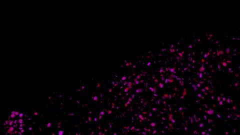 Confetti Canon Party Poppers Overlay Ele... | Stock Video | Pond5