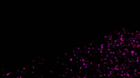 Party Poppers Stock Video Footage | Royalty Free Party Poppers Videos ...