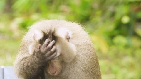 Pig Tail Stock Video Footage | Royalty Free Pig Tail Videos | Pond5