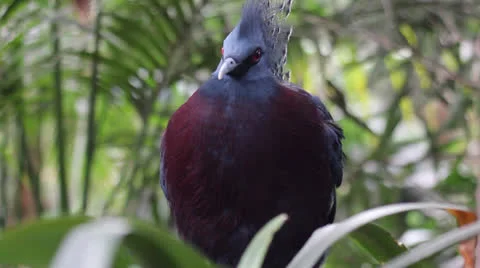 Congo Peafowl Stock Footage ~ Royalty Free Stock Videos | Pond5